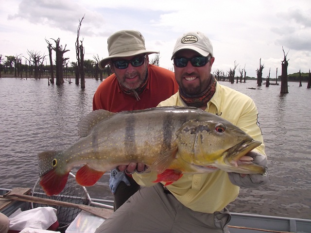 Searching For Peacock Bass On The Amazon River Outdoorhub