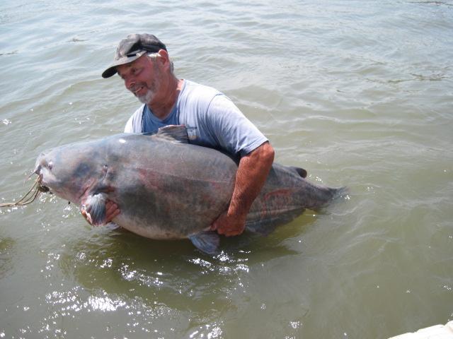 Long Standing Blue Catfish State Record Falls In South Dakota OutdoorHub long-standing-blue-catfish-state-record-falls-in-south-dakota-outdoorhub