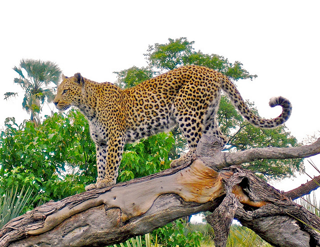 Can Wild Animals Learn To Target Humans For Food OutdoorHub