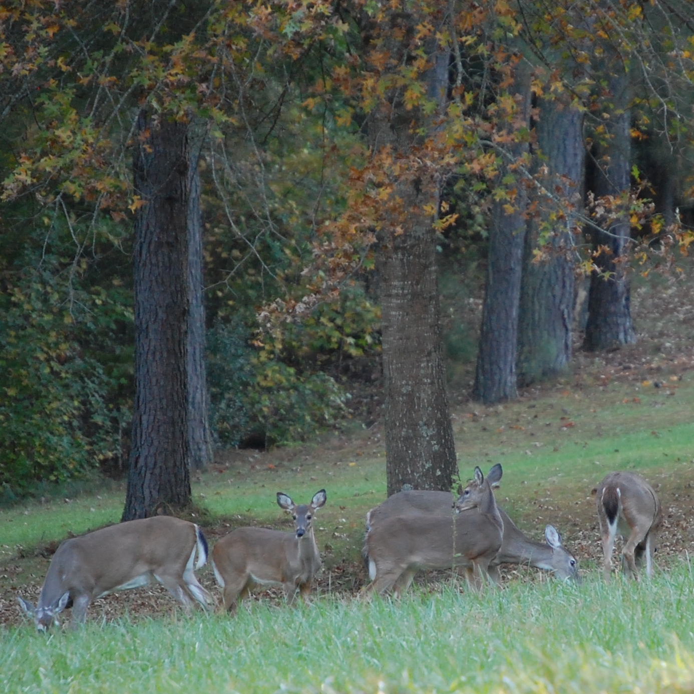 Food For All Hunters And Farmers Team Up In North Carolina Outdoorhub