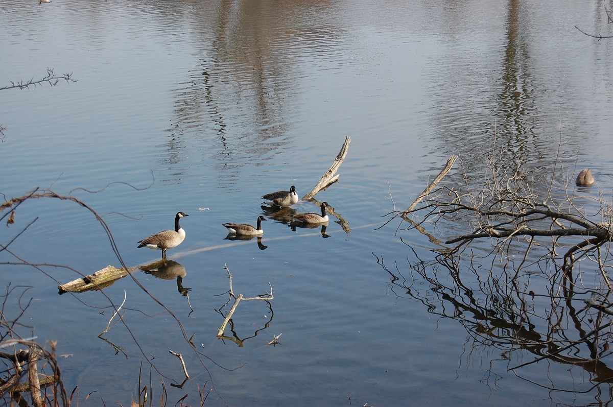 Hunting Michigan's Seven Wetland Wonders | OutdoorHub Hunting Michigan's Seven Wetland Wonders | OutdoorHub