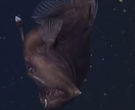 Scientists Capture Rare Black Seadevil in Its Natural Habitat | OutdoorHub Scientists Capture Rare Black Seadevil in Its Natural Habitat | OutdoorHub