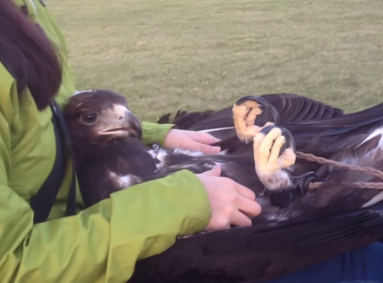 Video Golden Eagle Gets A Massage Before A Hunt Outdoorhub