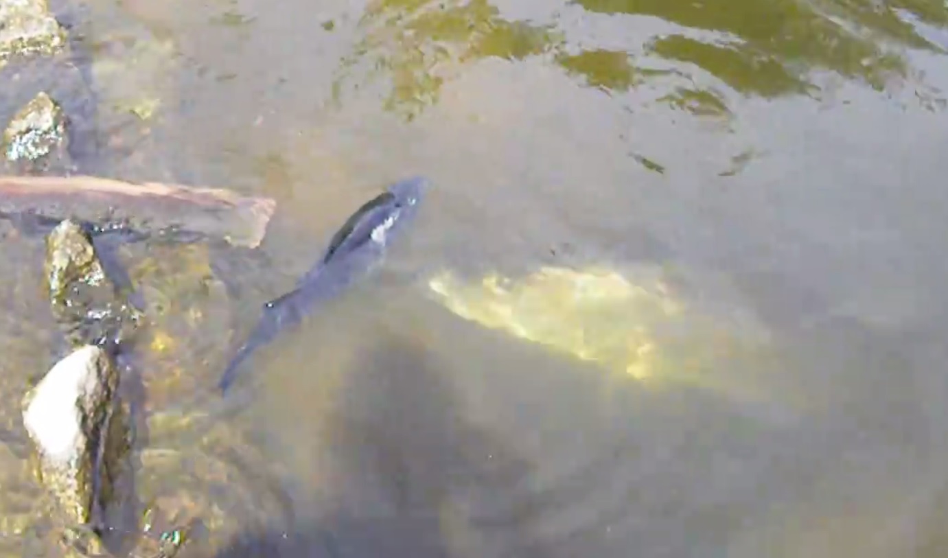 Video Huge Snook Attacks Largemouth Bass Outdoorhub
