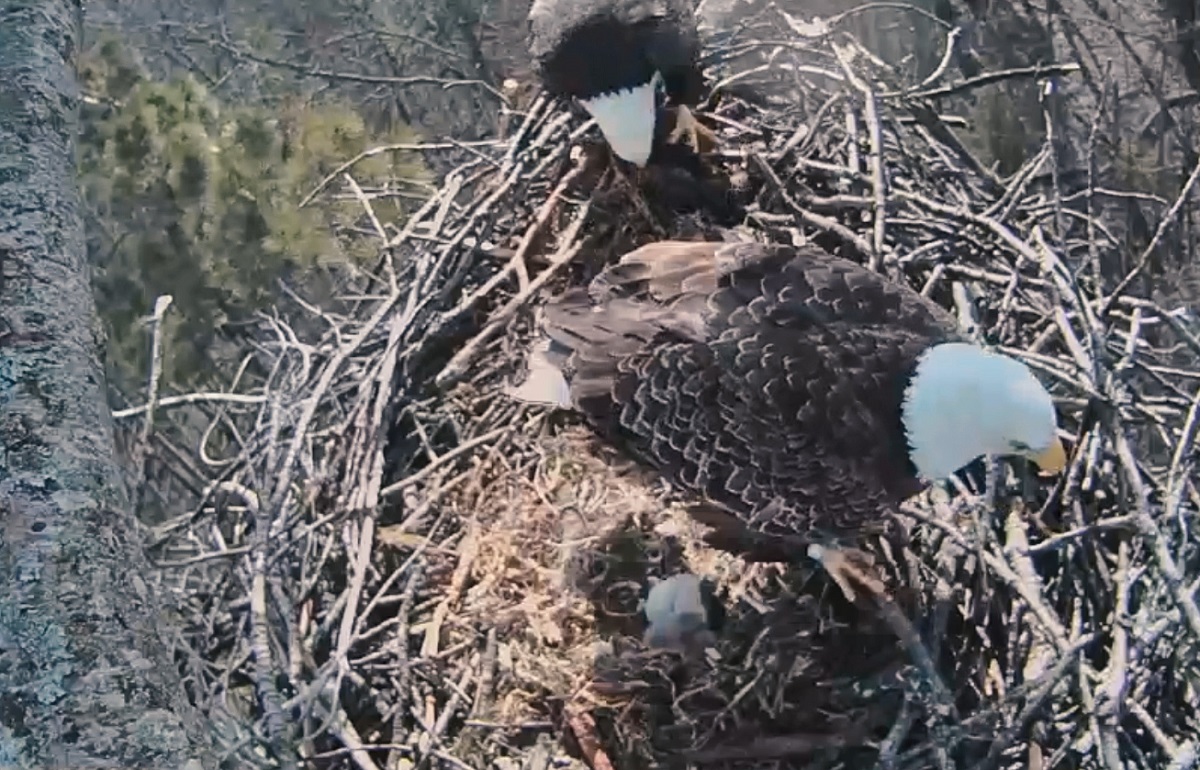 Video: Watch Baby Eagles Hatching on This Live Stream | OutdoorHub