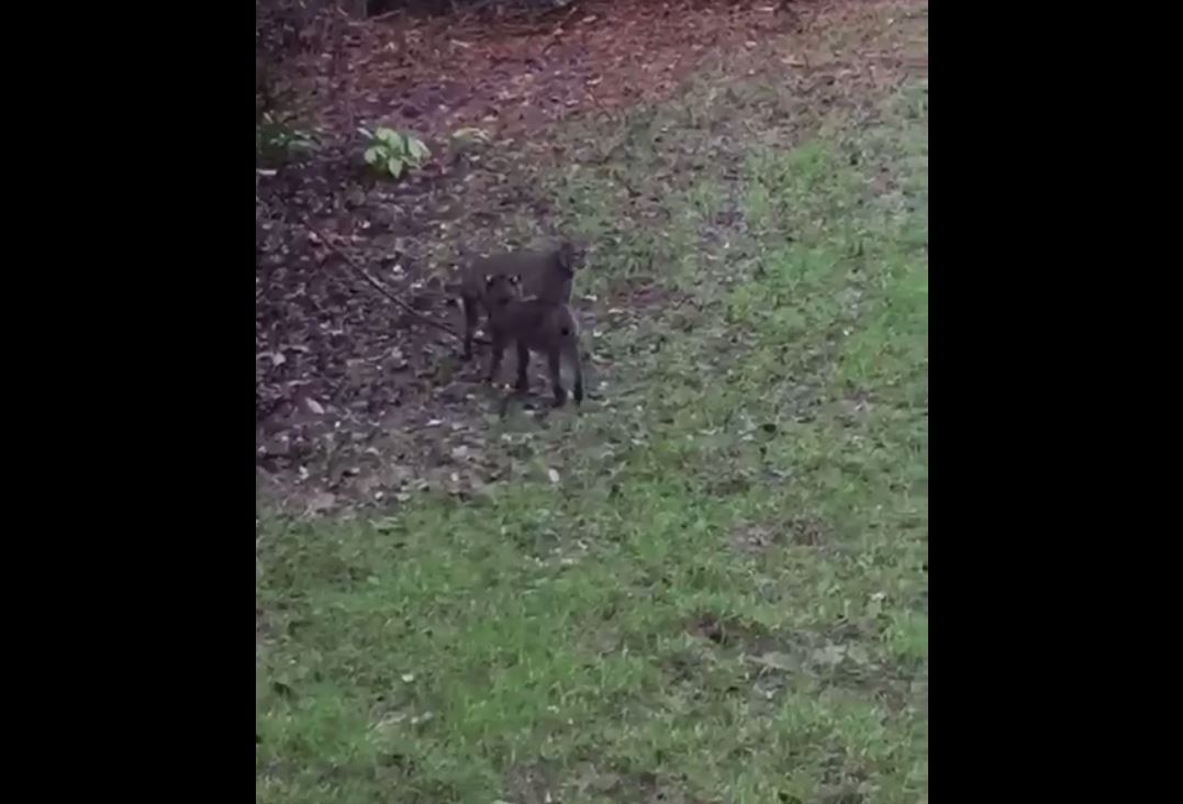 Video This Is An Eerie Sound You Dont Want To Hear In Your Treestand